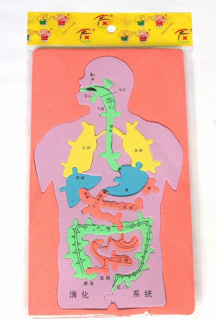 Human Digestive System Puzzle, Human Organs Human Body Model Jigsaw ...